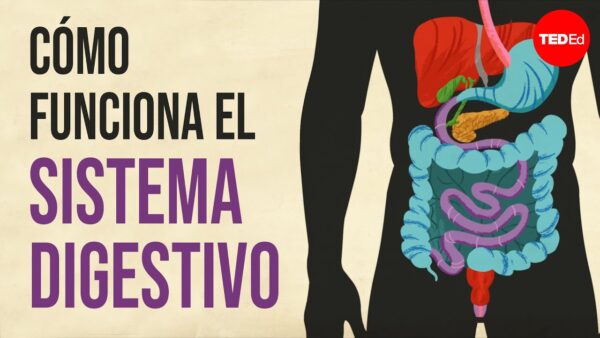 Partes Del Sistema Digestivo y Sus Funciones - Todo sobre Biología y Salud